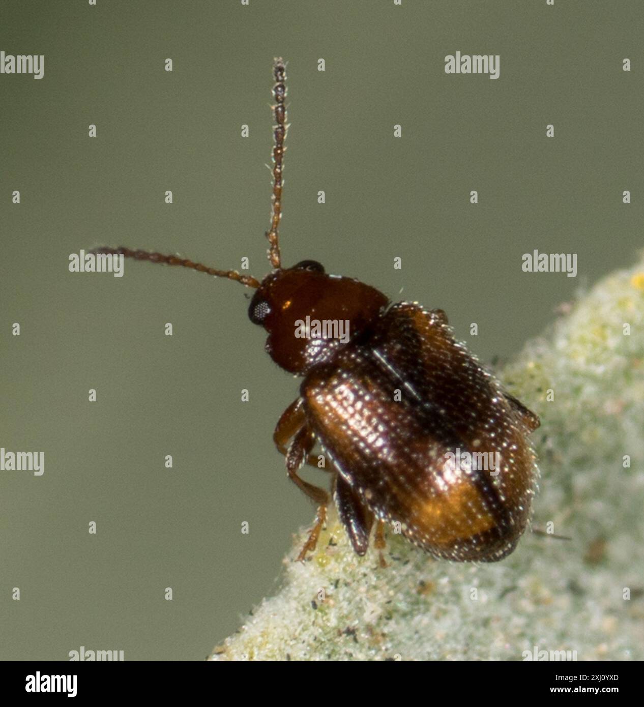 Tobacco Flea Beetle (Epitrix hirtipennis) Insecta Stock Photo - Alamy