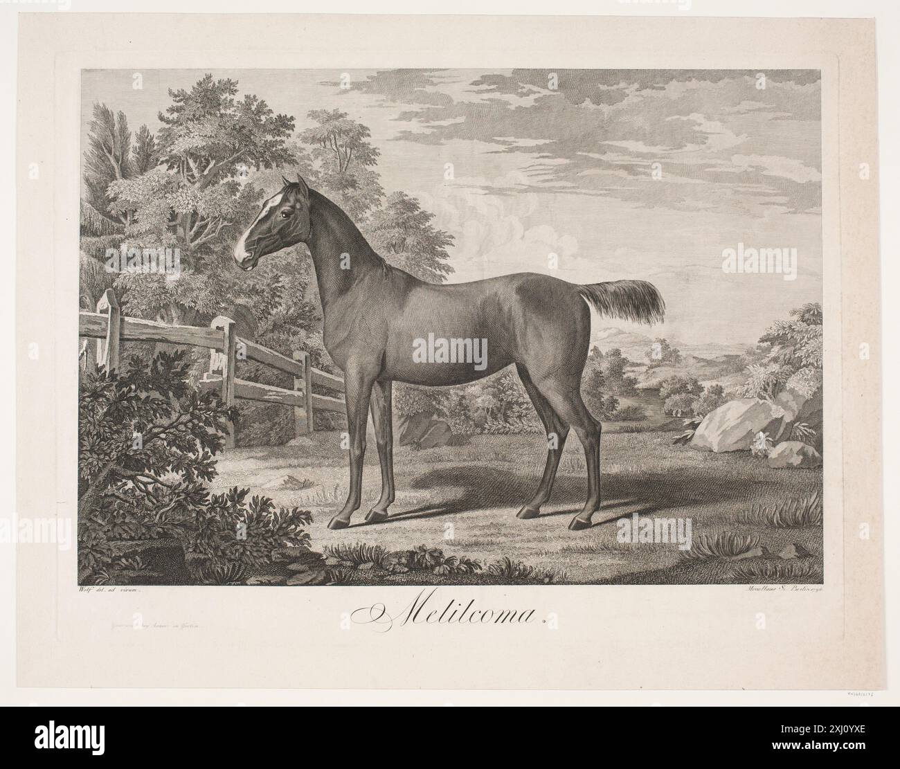 Engraving by Meno Haas and Ludwig Wolf depicting the horse 'Melilcoma ...
