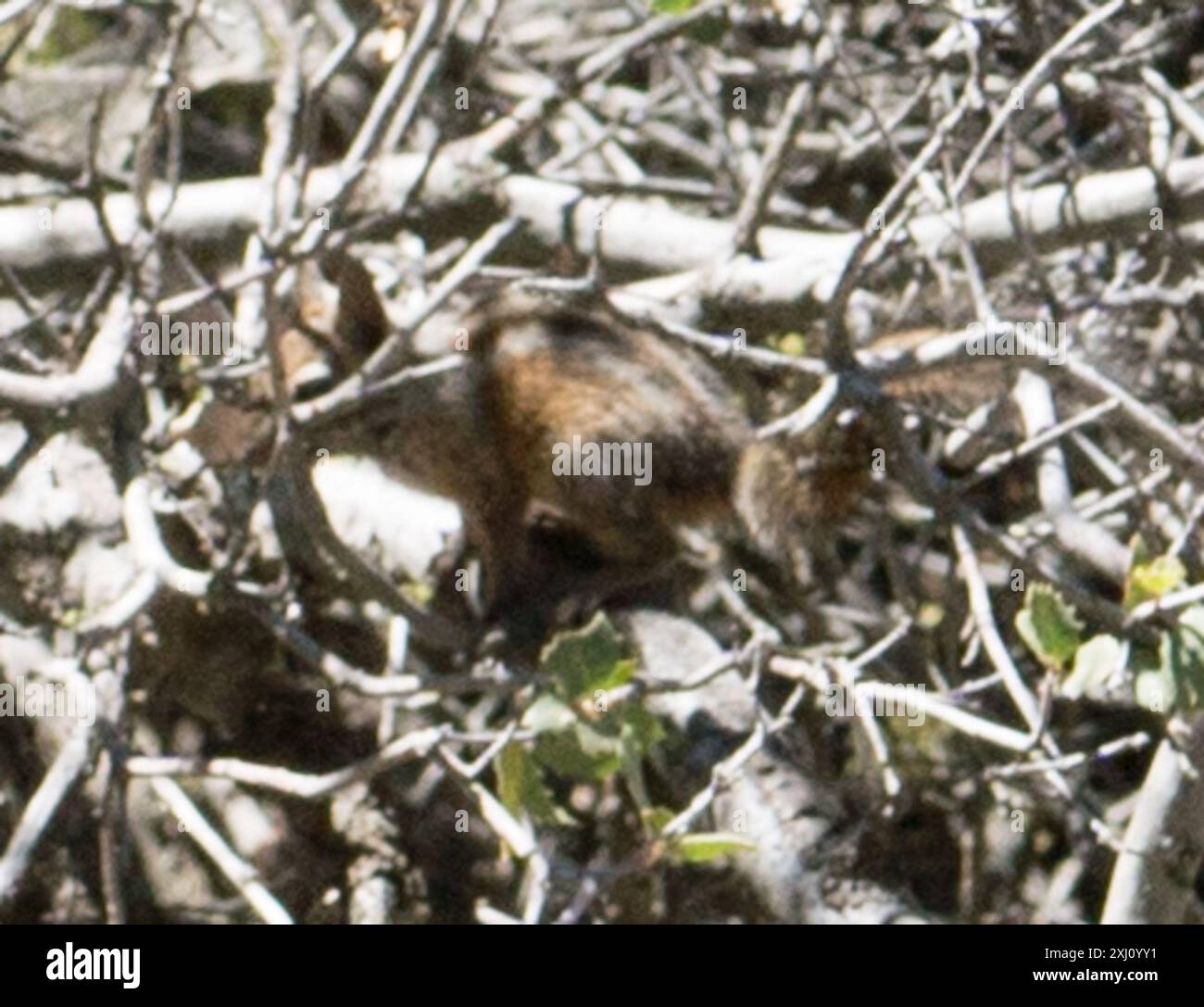 Merriam's Chipmunk (Neotamias merriami) Mammalia Stock Photo - Alamy