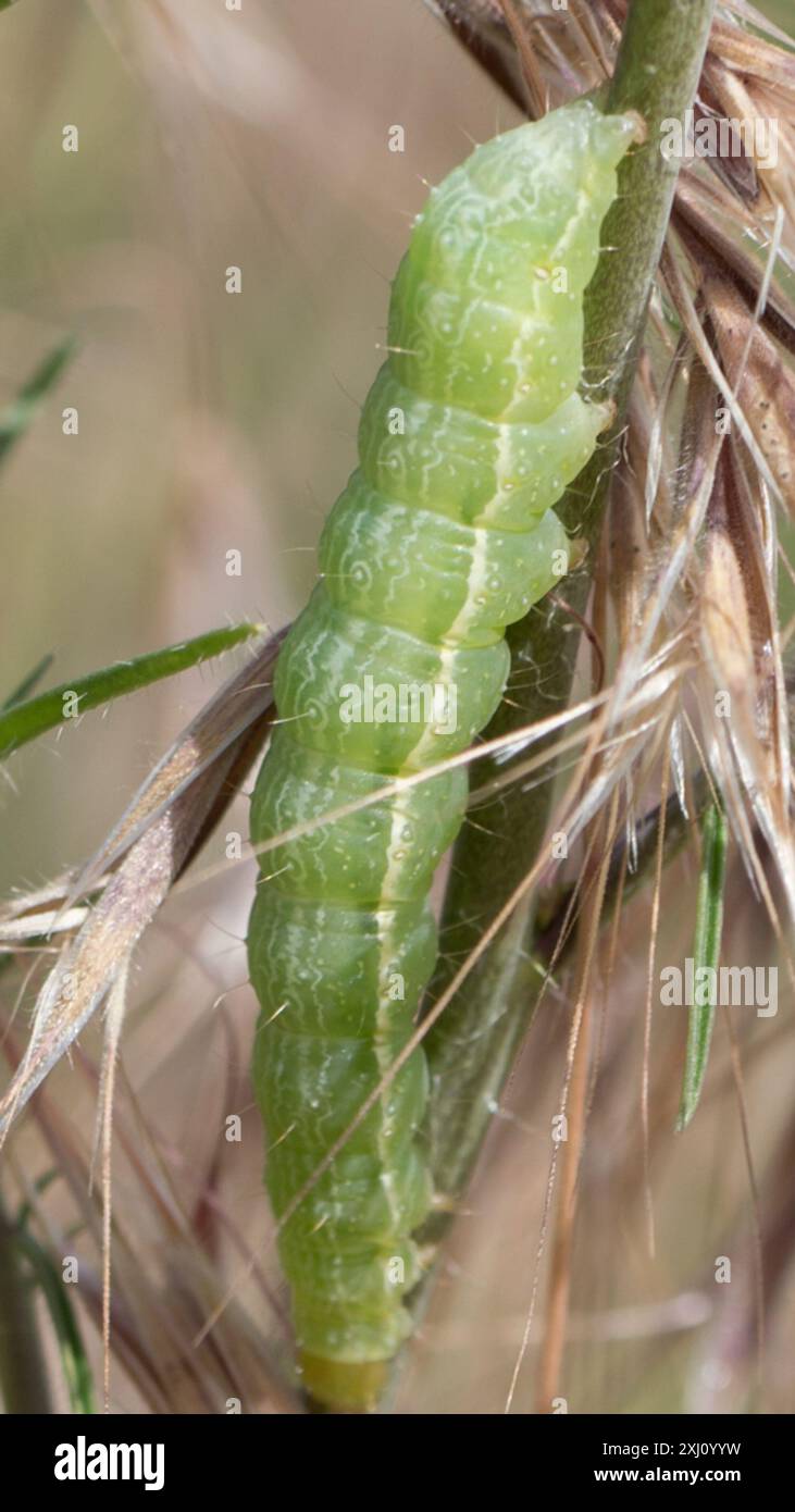 Plusiine Looper Moths (Plusiinae) Insecta Stock Photo - Alamy