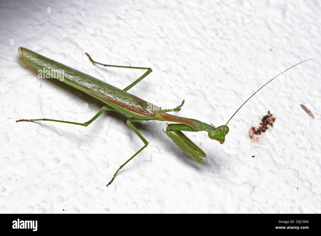 Mantids mantidae insecta hi-res stock photography and images - Alamy
