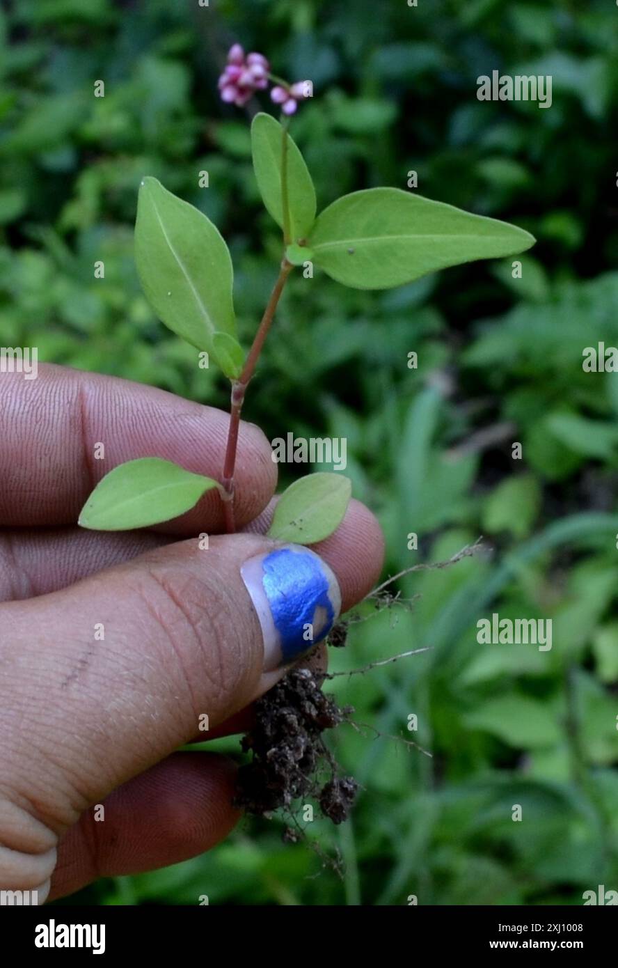 low smartweed (Persicaria longiseta) Plantae Stock Photo - Alamy