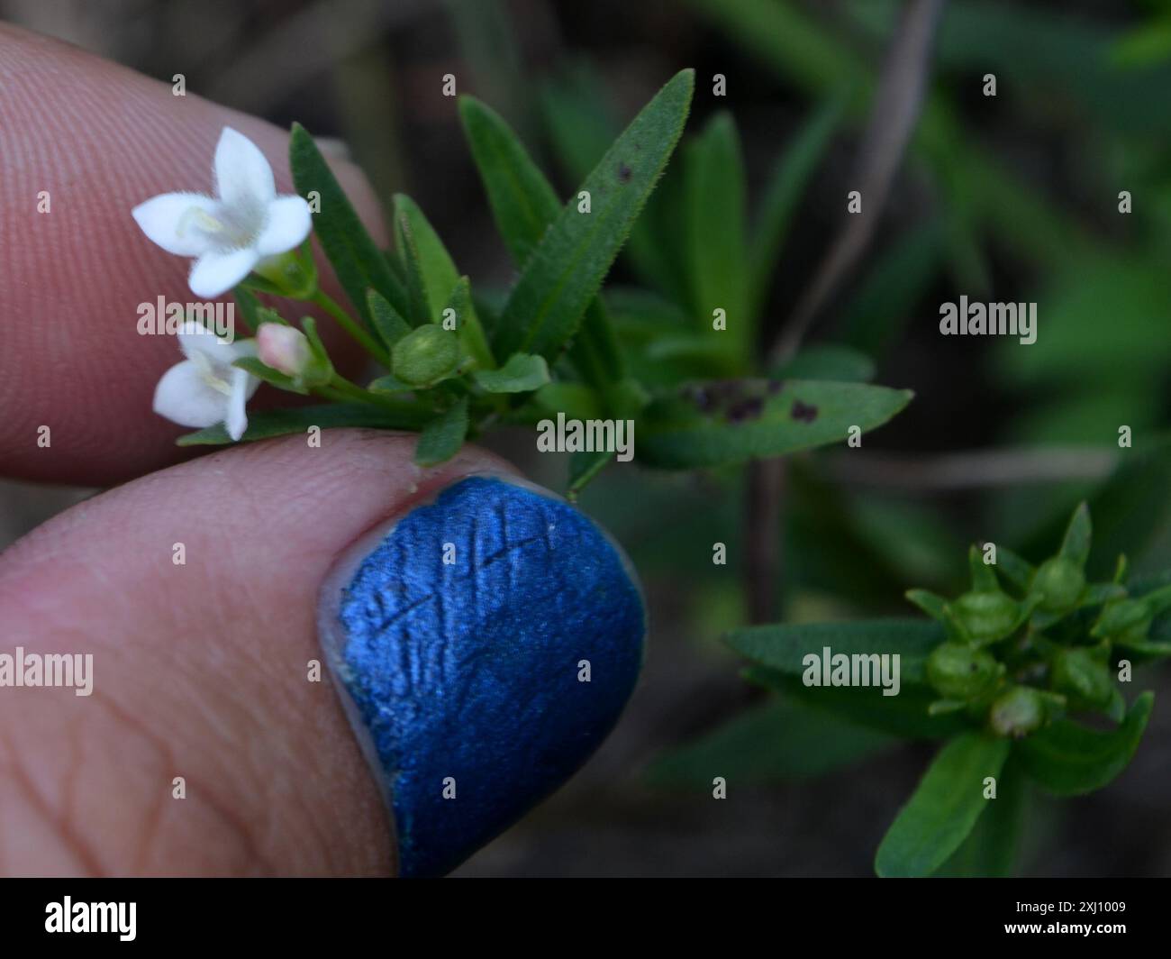 summer bluet (Houstonia purpurea) Plantae Stock Photo - Alamy
