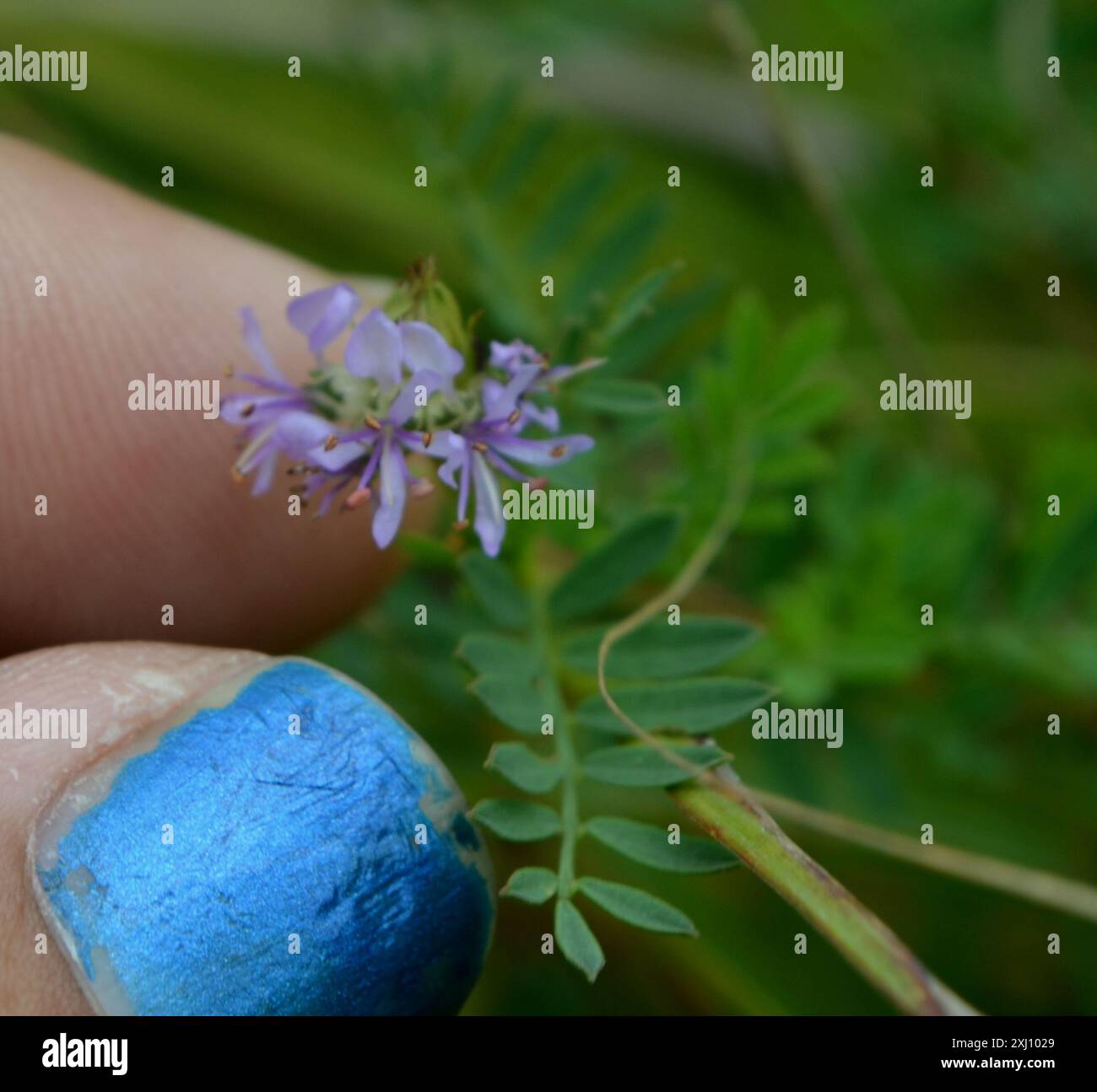 leafy prairie clover (Dalea foliosa) Plantae Stock Photo - Alamy