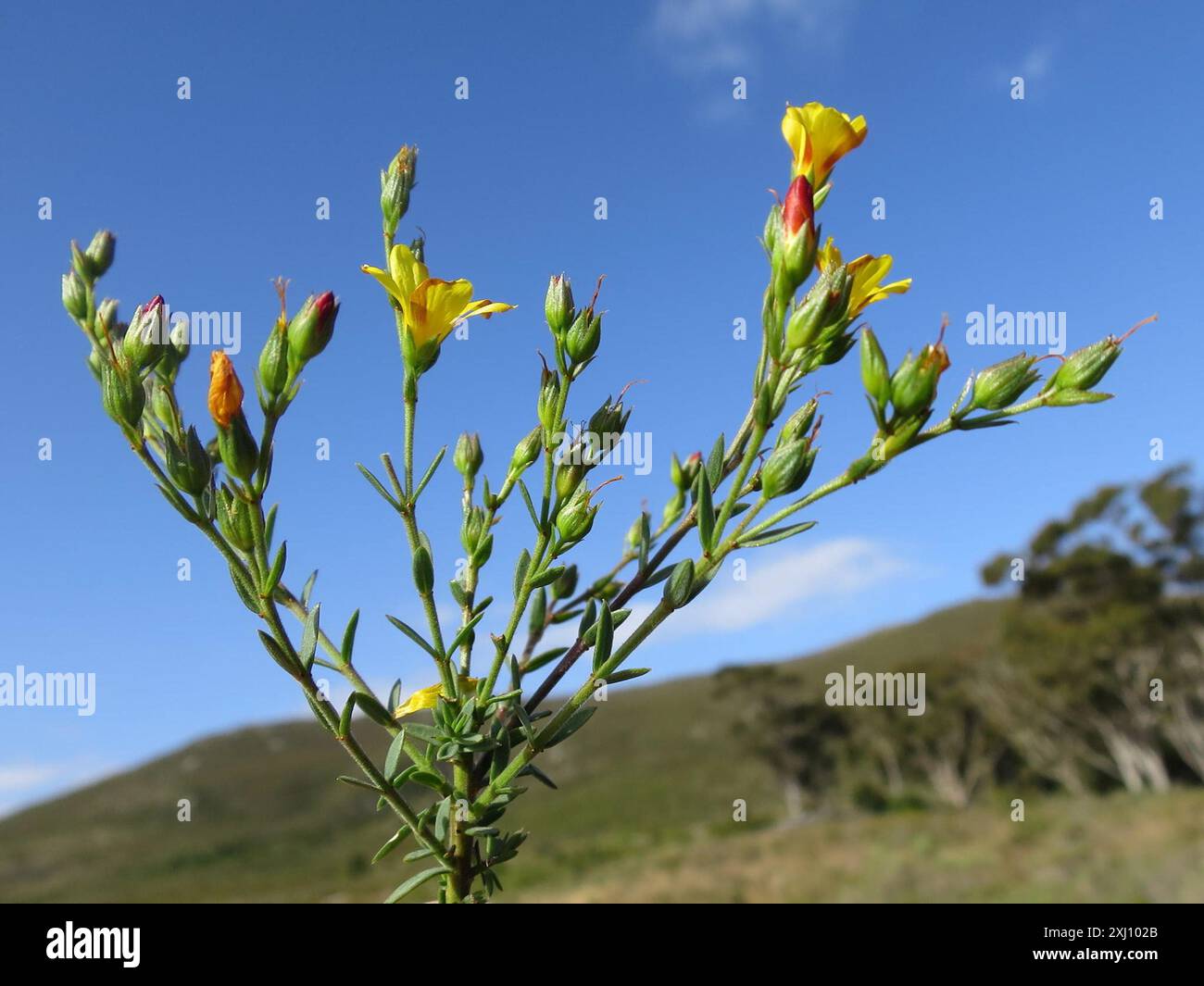 Half-mast Flax (Linum africanum) Plantae Stock Photo - Alamy