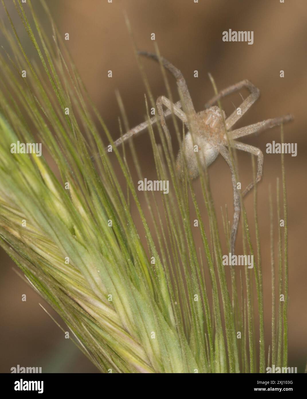 Slender crab spiders hi-res stock photography and images - Alamy