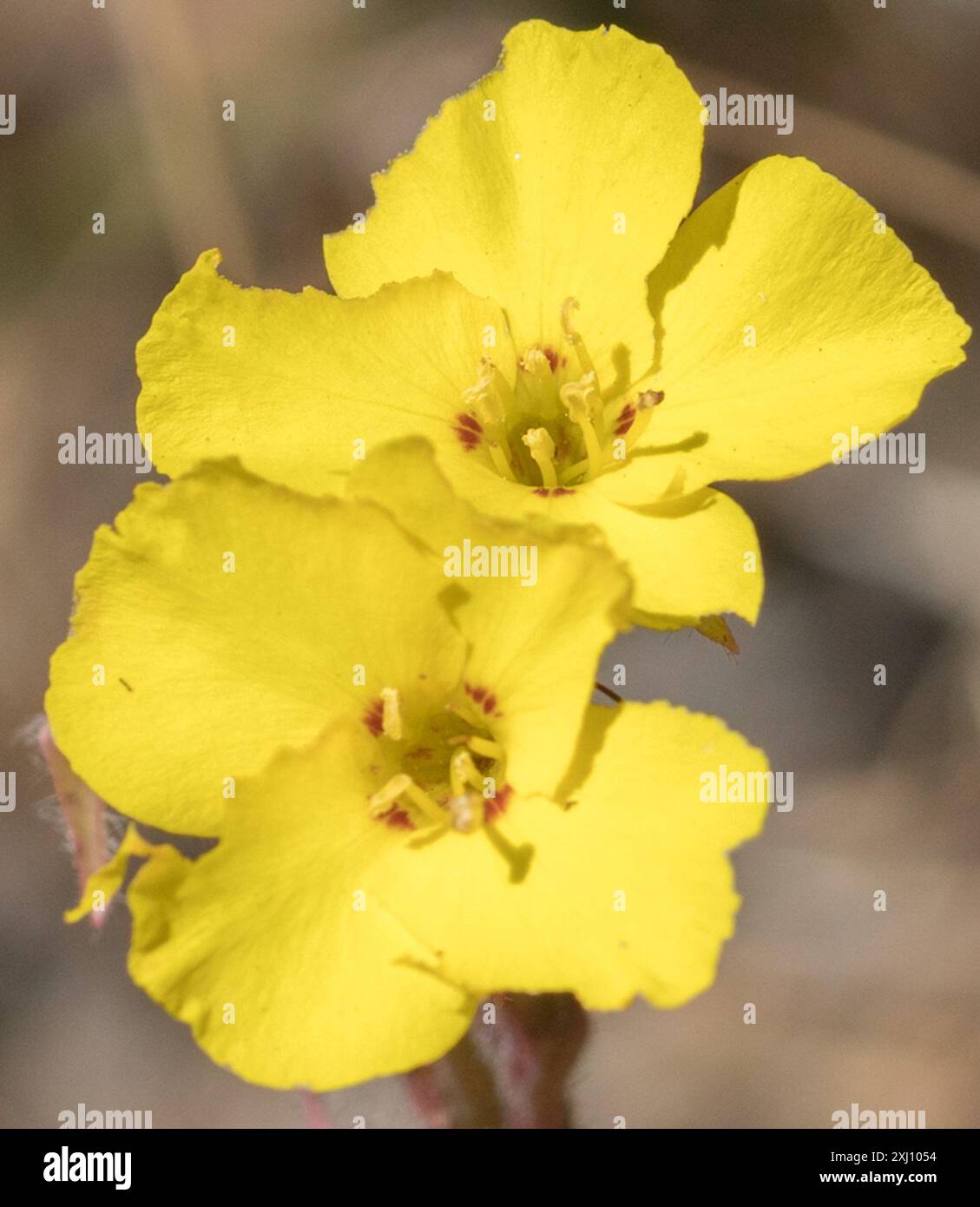 California sun cup (Camissoniopsis bistorta) Plantae Stock Photo - Alamy