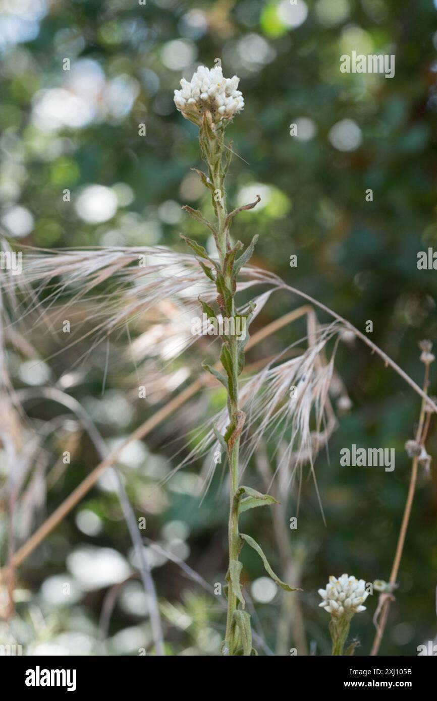 California cudweed (Pseudognaphalium californicum) Plantae Stock Photo ...