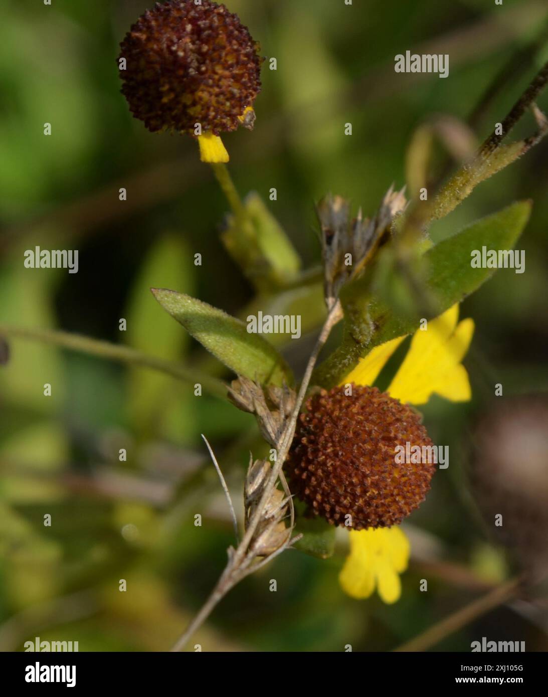 Southern Sneezeweed (Helenium flexuosum) Plantae Stock Photo - Alamy