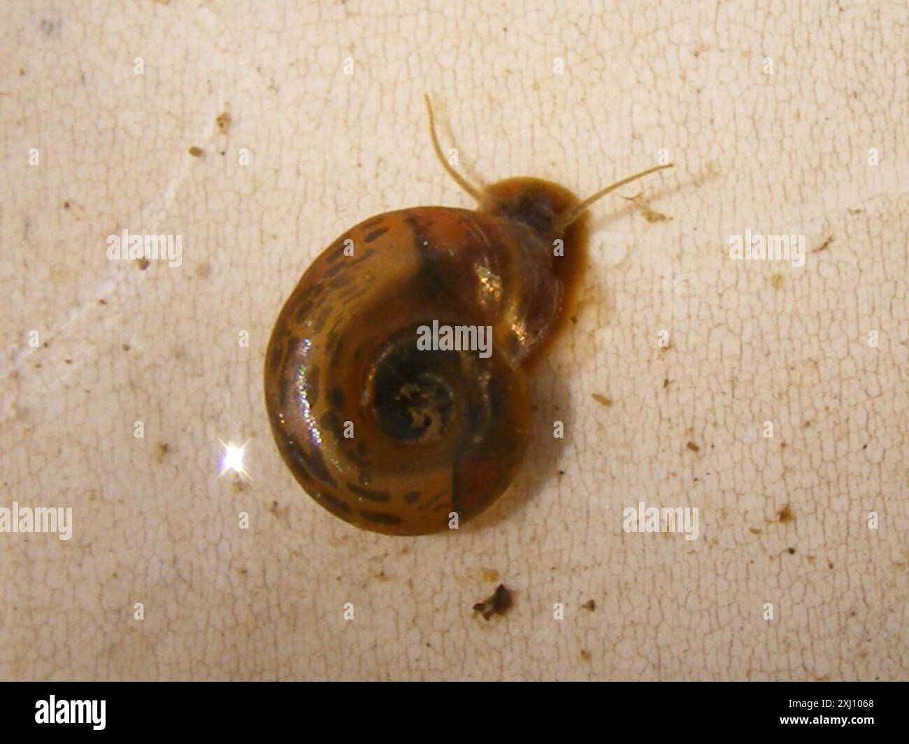 Biomphalaria snail hi-res stock photography and images - Alamy