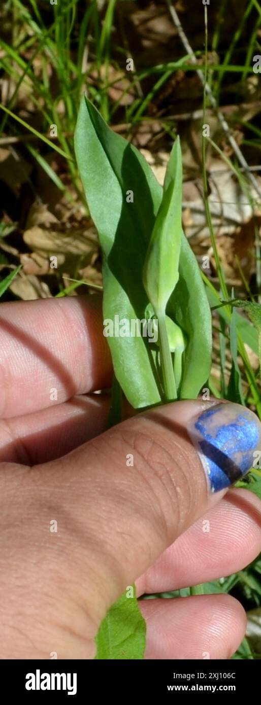 Two-flower Dwarf-dandelion (Krigia biflora) Plantae Stock Photo - Alamy