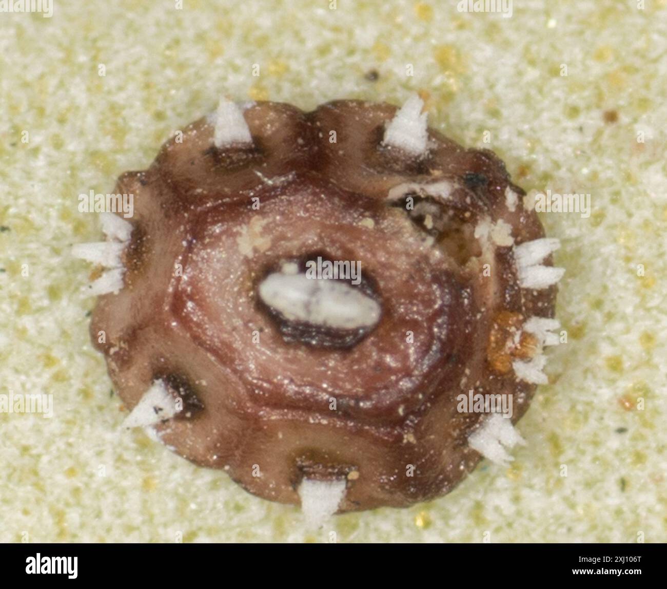 Barnacle Scale (Ceroplastes cirripediformis) Insecta Stock Photo - Alamy