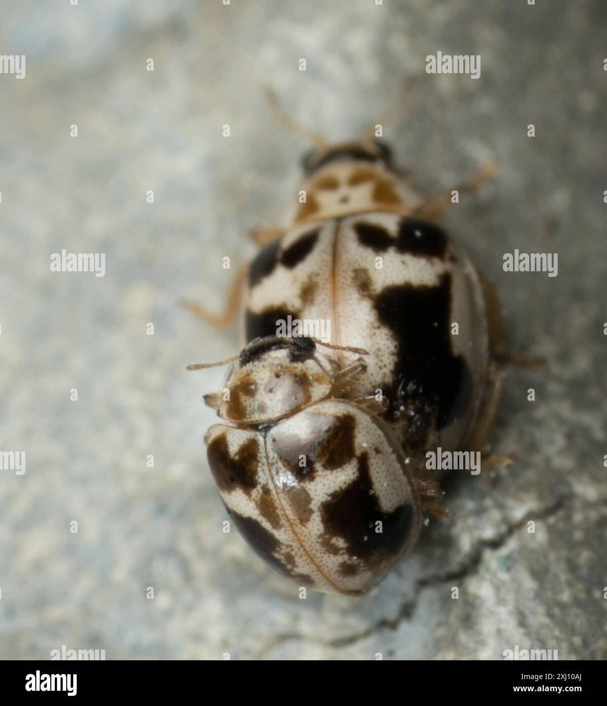 Kidney-spotted Fairy Lady Beetle (Psyllobora renifer) Insecta Stock ...