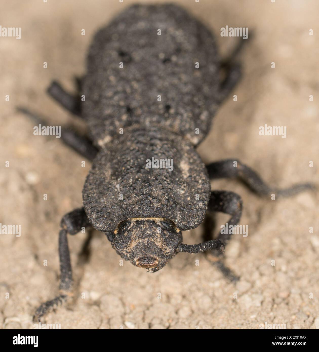 Ironclad beetle hi-res stock photography and images - Alamy