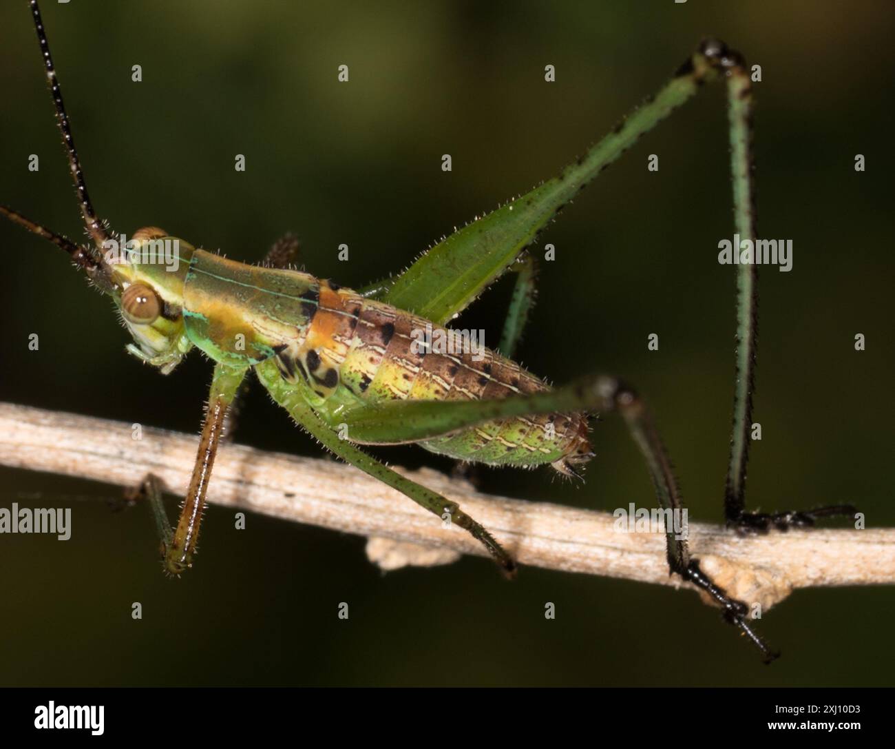 Mexican Bush Katydid (Scudderia mexicana) Insecta Stock Photo - Alamy