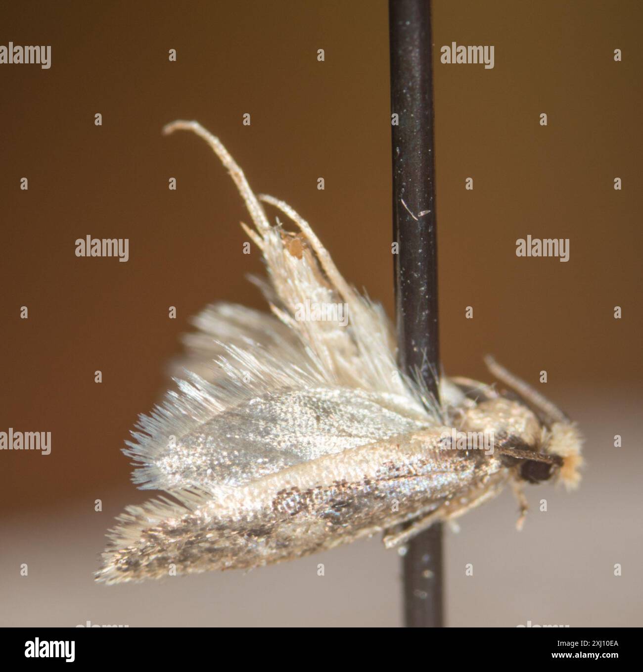Bird Nest Moth (Monopis crocicapitella) Insecta Stock Photo - Alamy