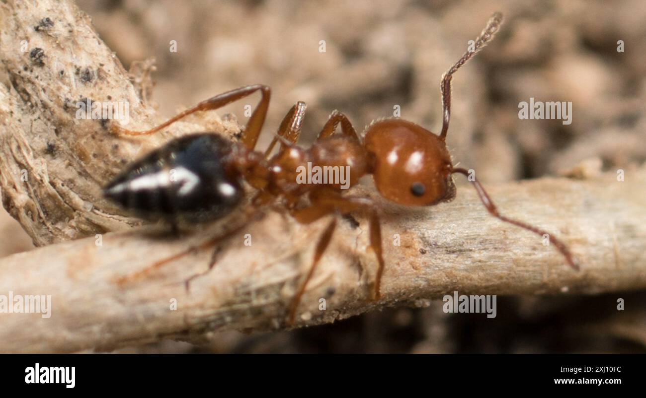 Acrobat Ants and Cocktail Ants (Crematogaster) Insecta Stock Photo - Alamy