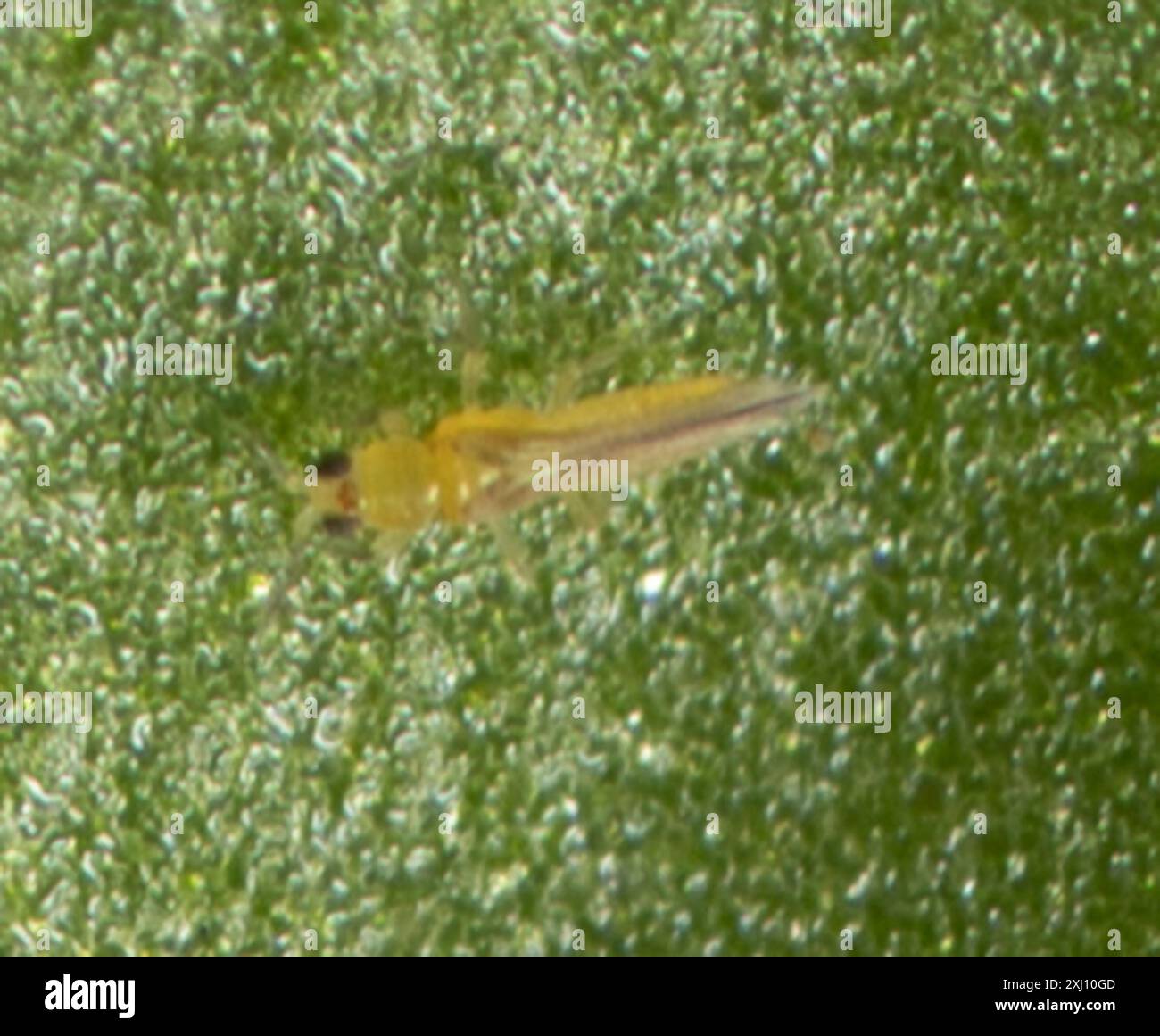 Chilli Thrips (Scirtothrips dorsalis) Insecta Stock Photo - Alamy