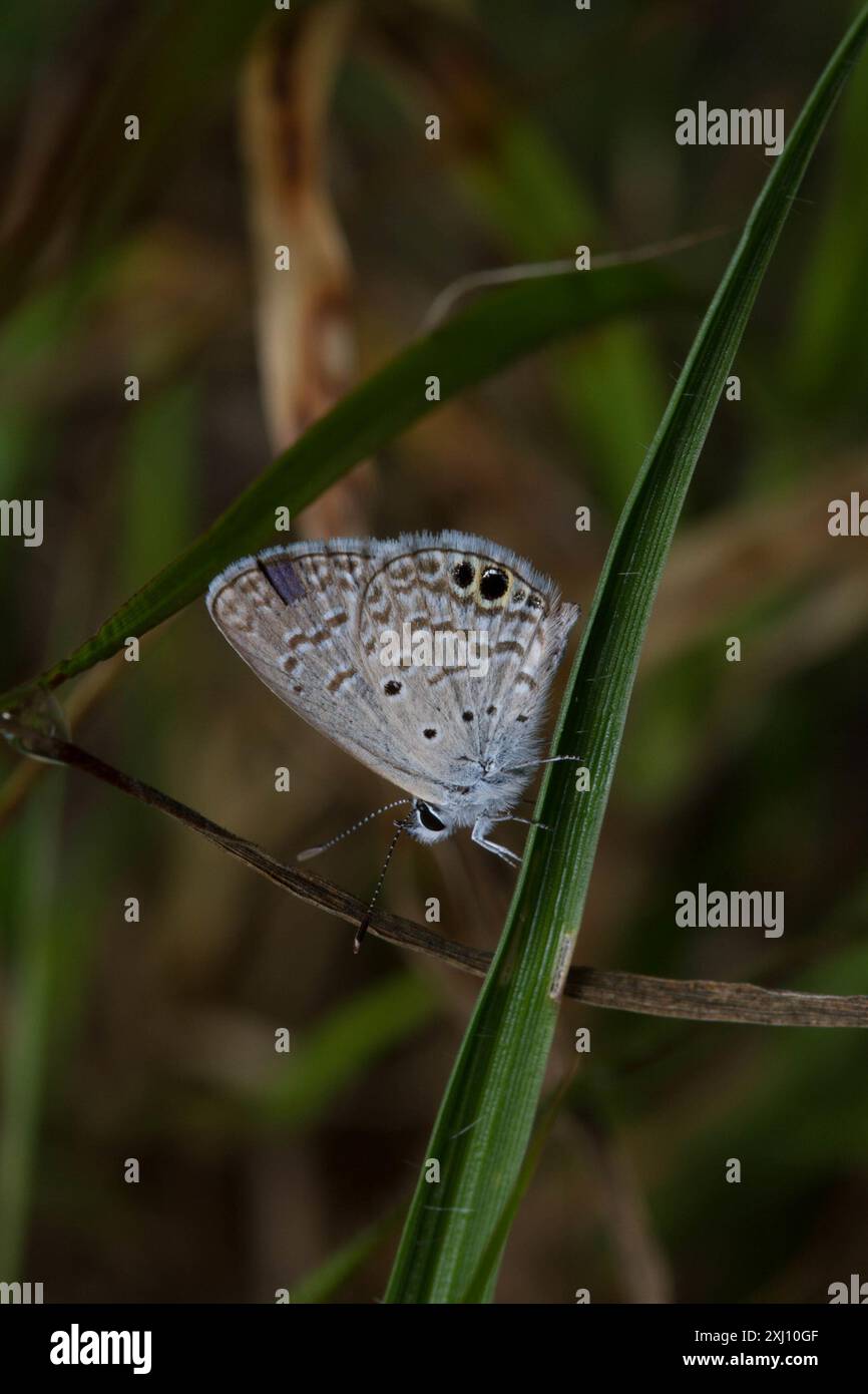 Ceraunus Blue (Hemiargus ceraunus) Insecta Stock Photo - Alamy