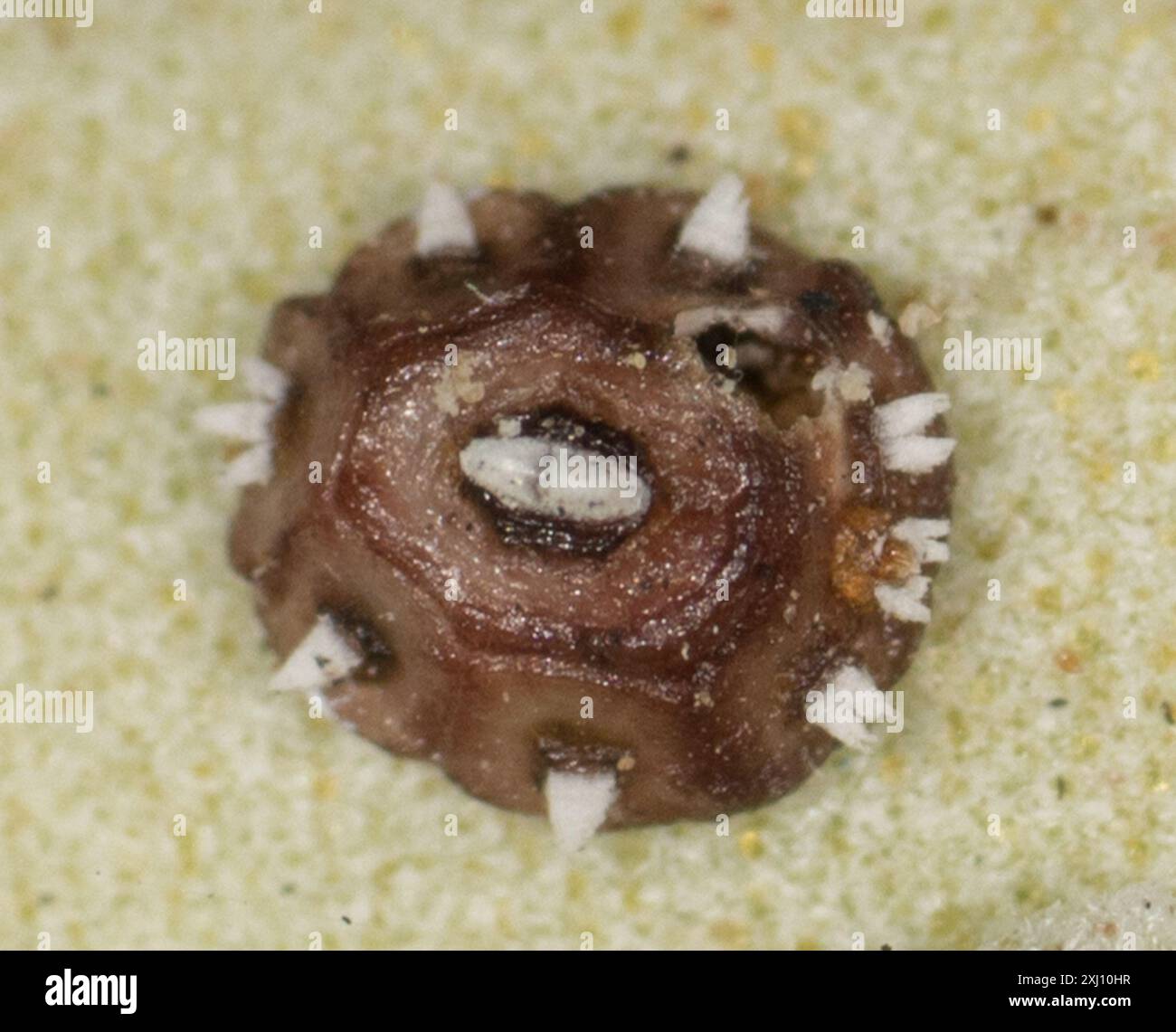 Barnacle Scale (Ceroplastes cirripediformis) Insecta Stock Photo - Alamy