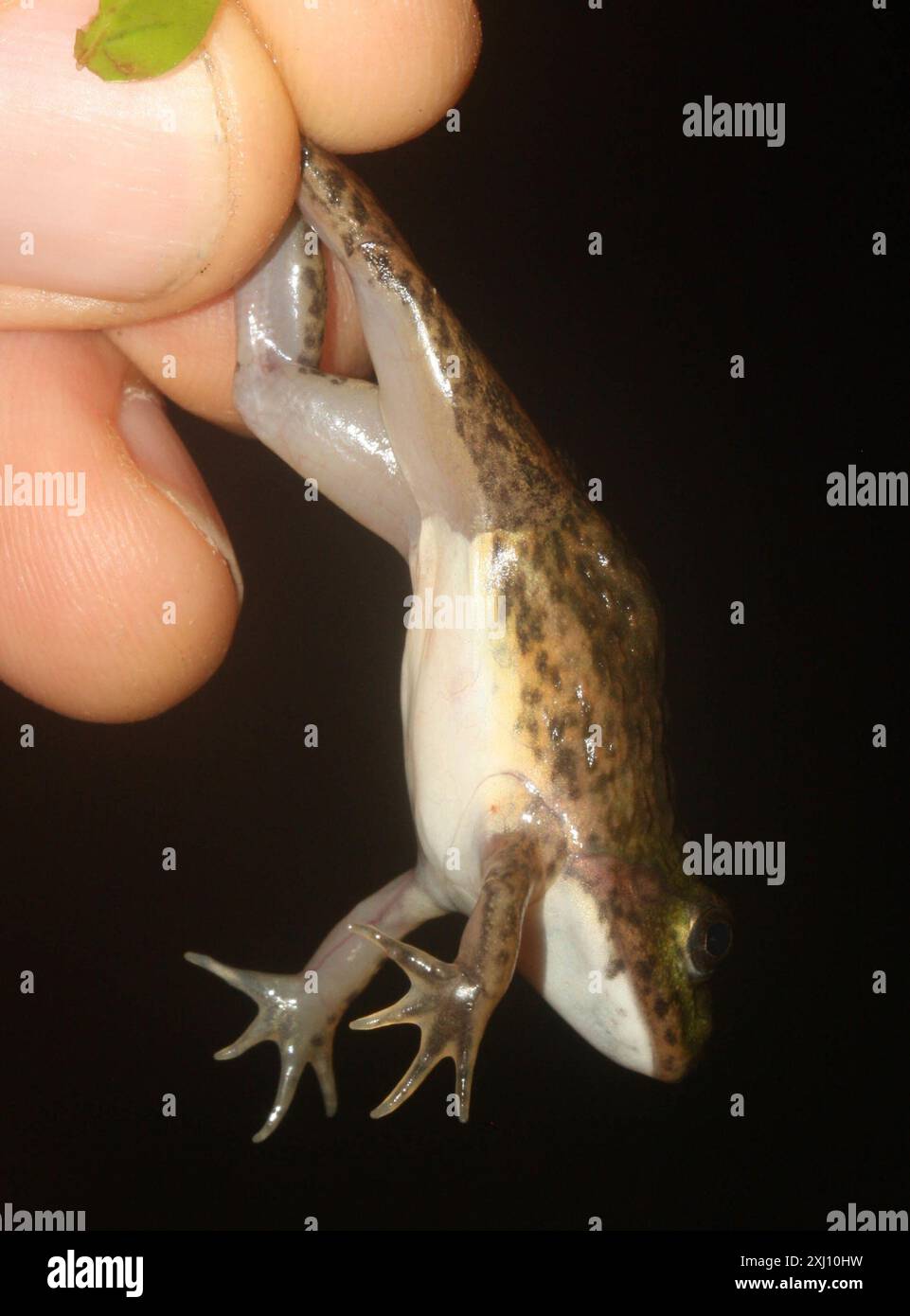 Hoplobatrachus chinensis hi-res stock photography and images - Alamy