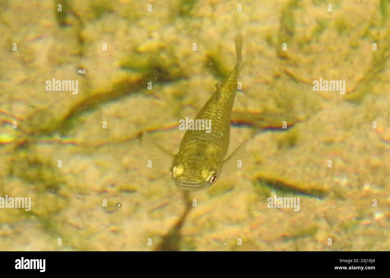 Livebearers and Lampeyes (Poeciliidae) Actinopterygii Stock Photo - Alamy
