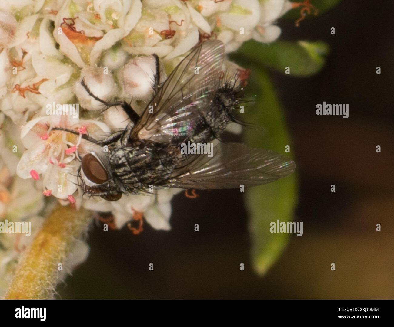 Bristle Flies (Tachinidae) Insecta Stock Photo - Alamy