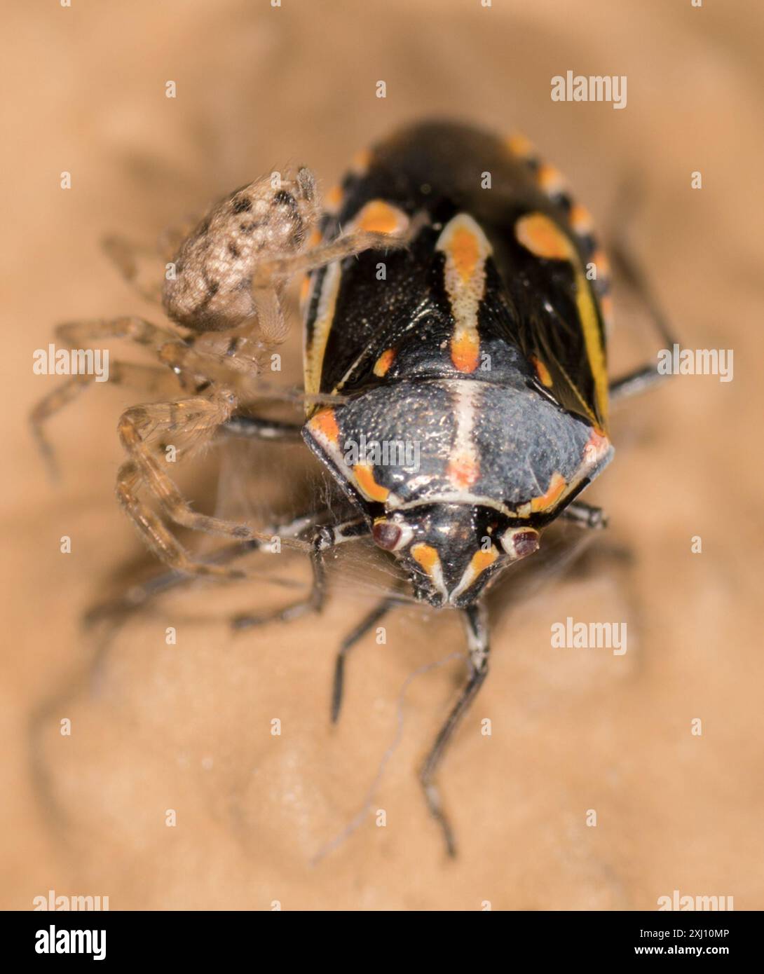Oecobius navus hi-res stock photography and images - Alamy