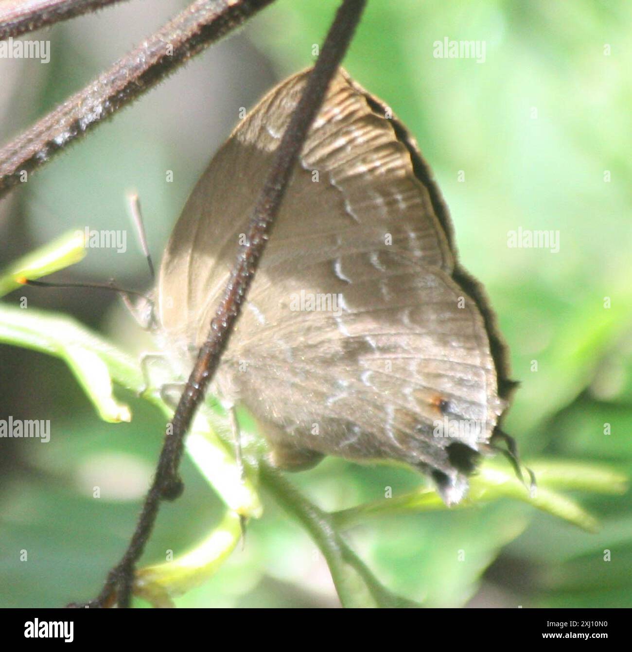 Silver Streaked Acacia Blue (Zinaspa todara) Insecta Stock Photo - Alamy