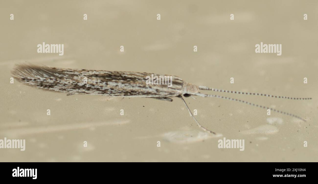 Casebearers (Coleophora) Insecta Stock Photo - Alamy