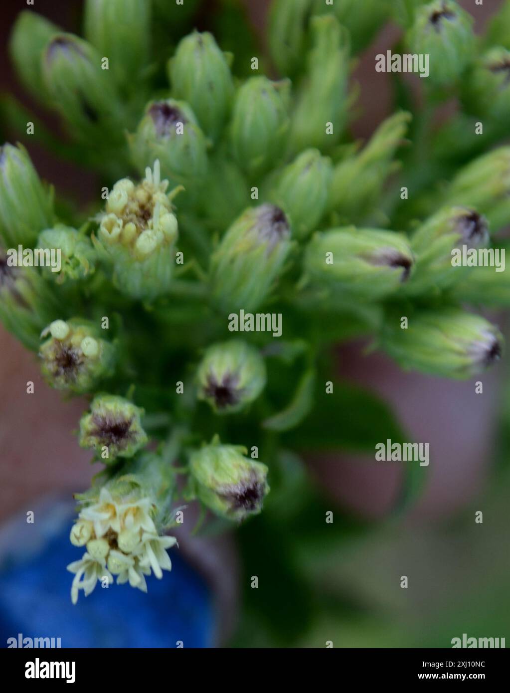 False Boneset (Brickellia eupatorioides) Plantae Stock Photo - Alamy
