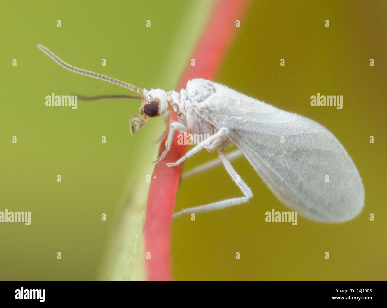 Dusty-winged Lacewings (Coniopterygidae) Insecta Stock Photo - Alamy