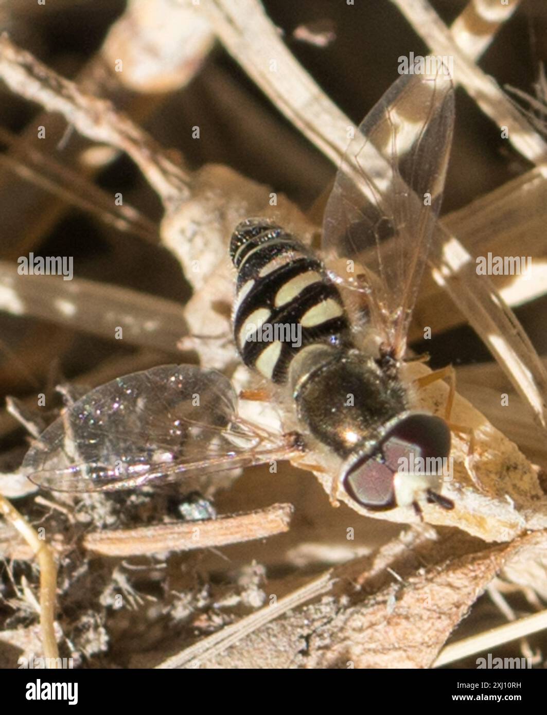 Large-tailed Aphideater (Eupeodes volucris) Insecta Stock Photo - Alamy