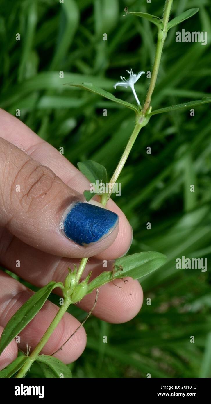 buttonweed (Diodia virginiana) Plantae Stock Photo - Alamy