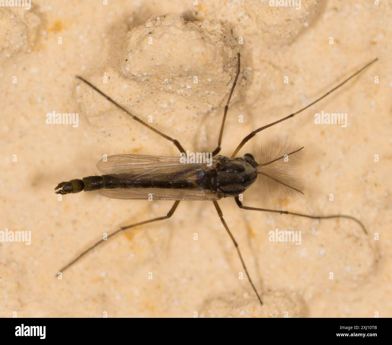 Non-biting Midges (Chironomidae) Insecta Stock Photo - Alamy
