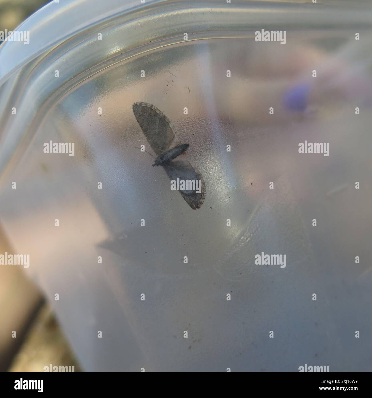 Geometer Moths (Geometridae) Insecta Stock Photo - Alamy