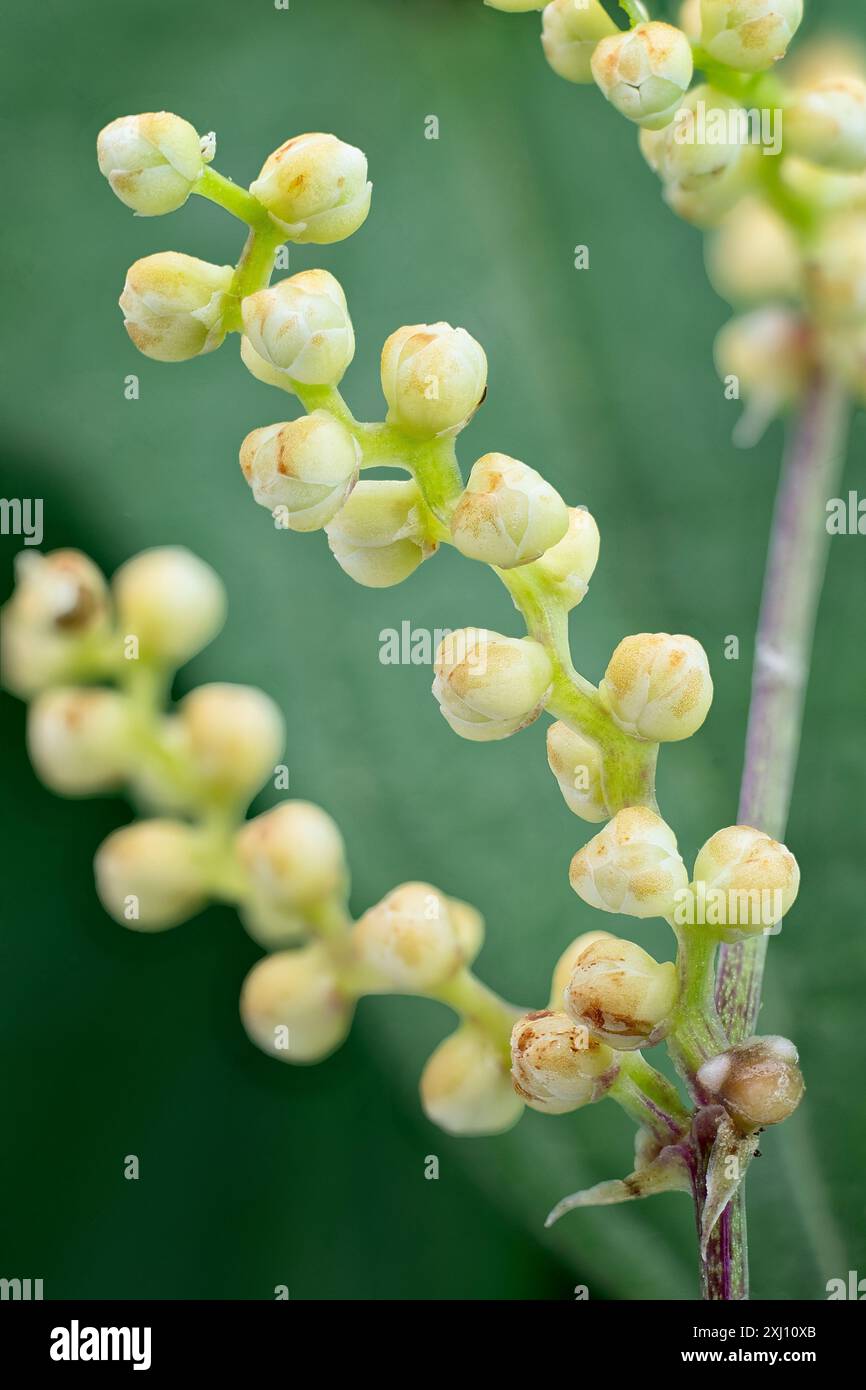 Chinese yam (Dioscorea polystachya), Dioscoreaceae. perennial climbing ...