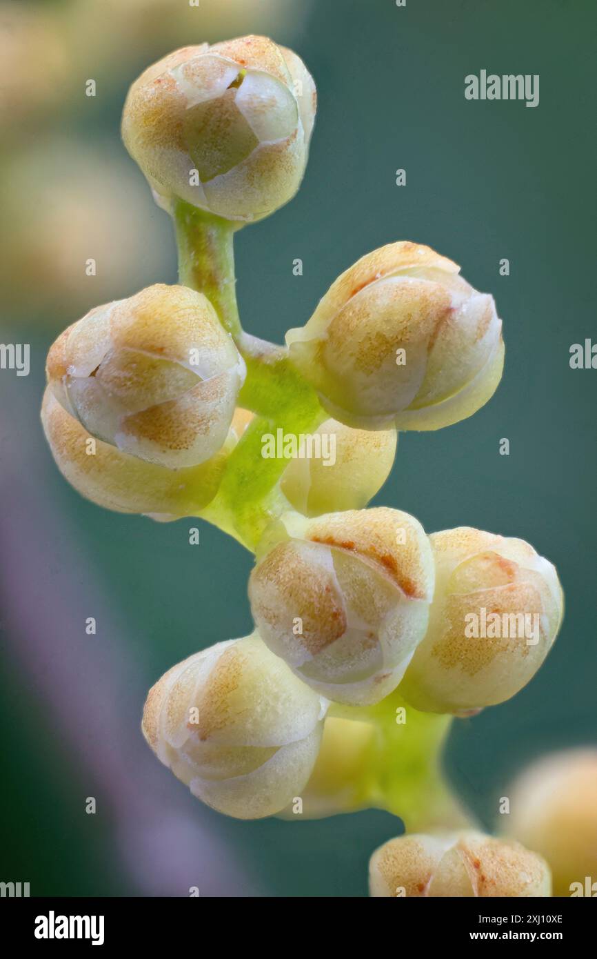 Chinese yam (Dioscorea polystachya), Dioscoreaceae. perennial climbing ...