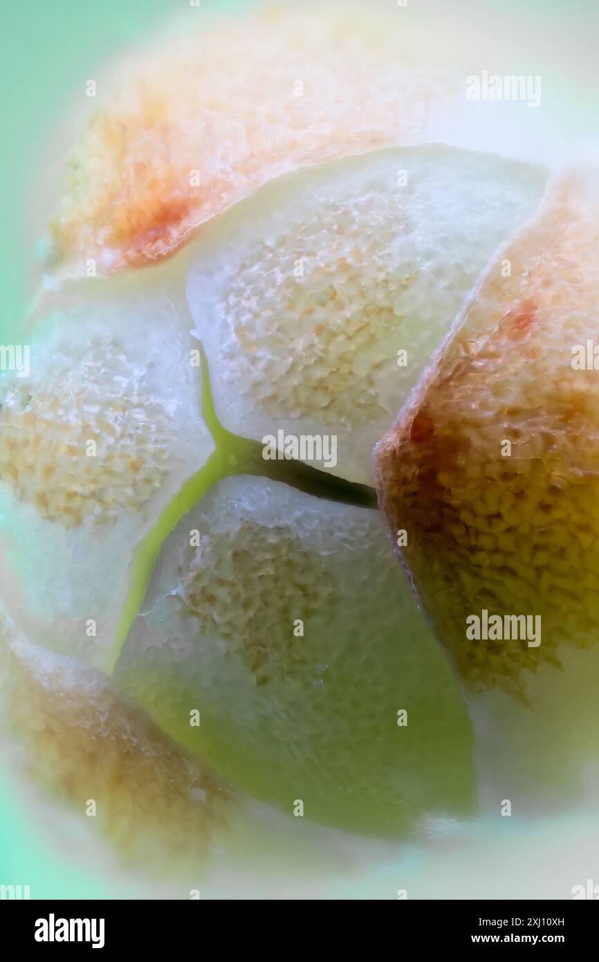 Chinese yam (Dioscorea polystachya), Dioscoreaceae. perennial climbing ...