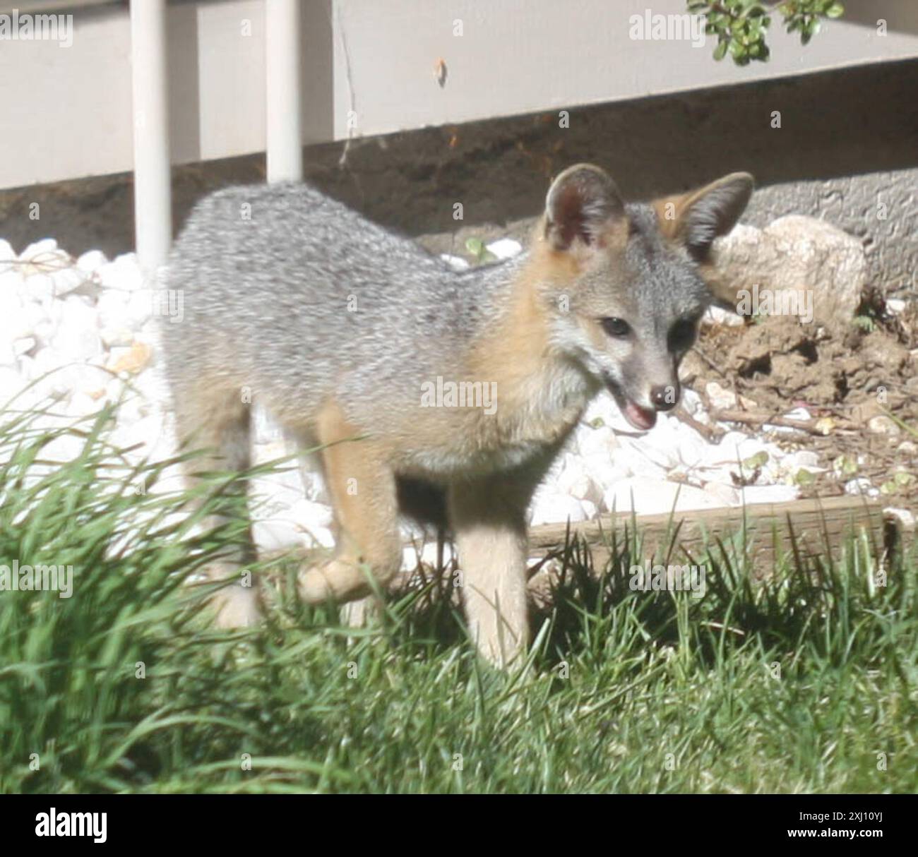 Gray Fox (Urocyon cinereoargenteus) Mammalia Stock Photo - Alamy