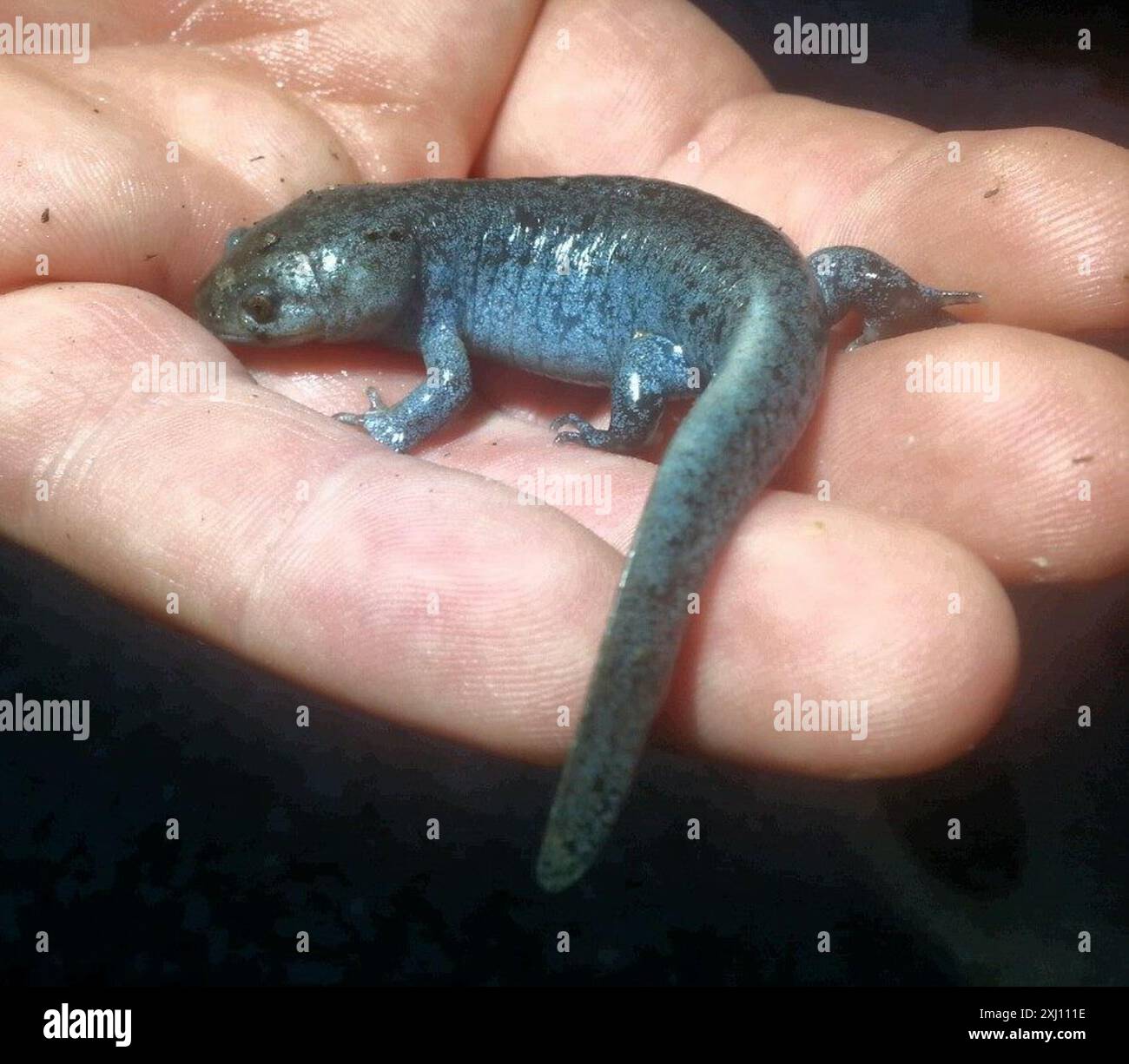 Mole Salamander (Ambystoma talpoideum) Amphibia Stock Photo - Alamy