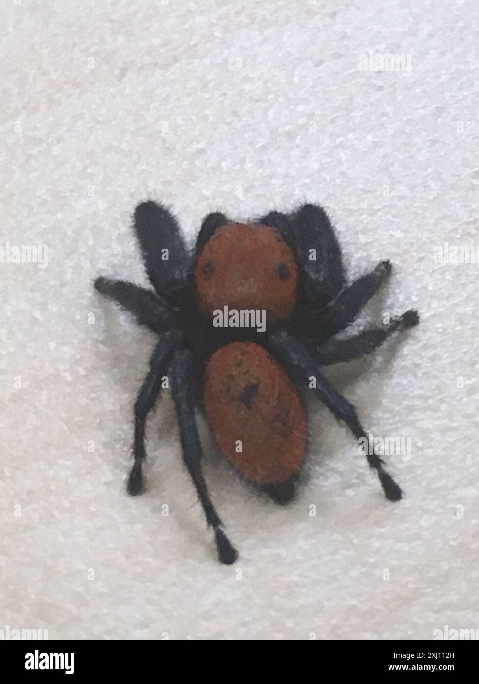 Cardinal Jumping Spider (Phidippus cardinalis) Arachnida Stock Photo ...