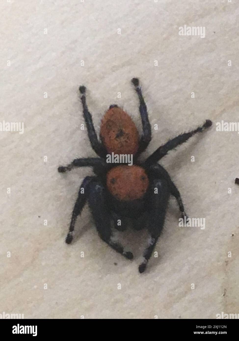 Phidippus cardinalis hi-res stock photography and images - Alamy