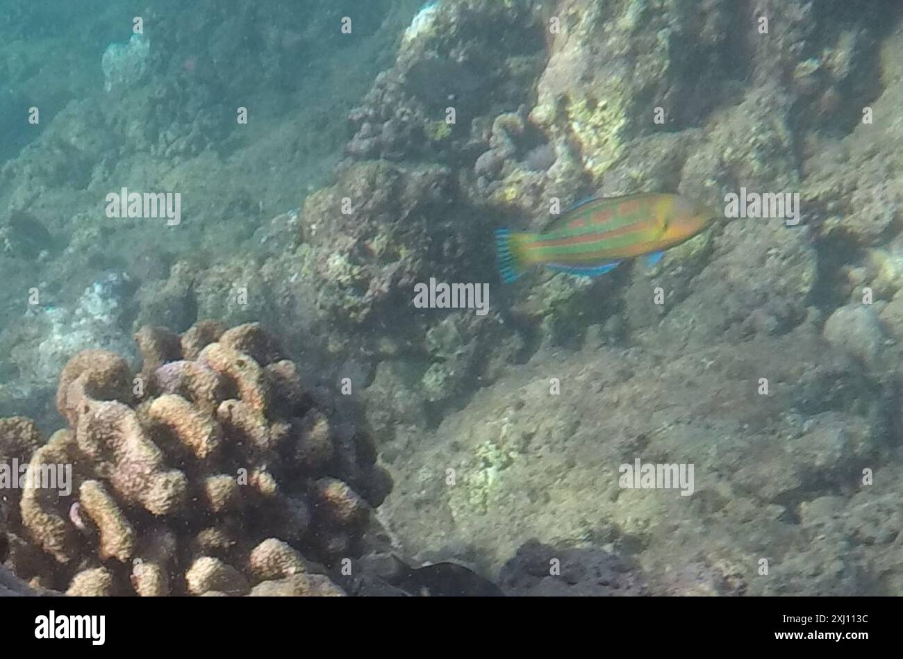 Christmas Wrasse (Thalassoma trilobatum) Actinopterygii Stock Photo - Alamy