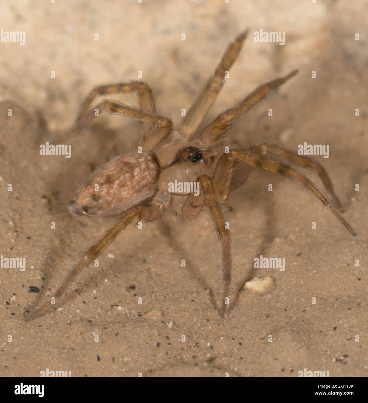 Oecobius navus hi-res stock photography and images - Alamy