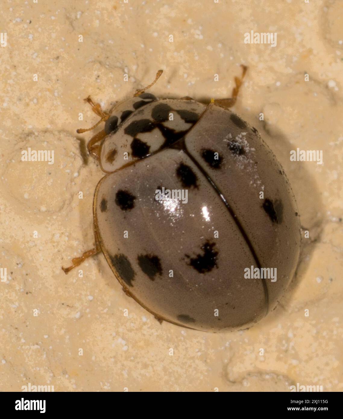 Ashy gray lady beetle hi-res stock photography and images - Alamy