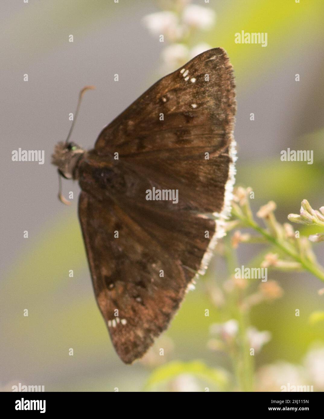 Mournful Duskywing (Erynnis tristis) Insecta Stock Photo - Alamy
