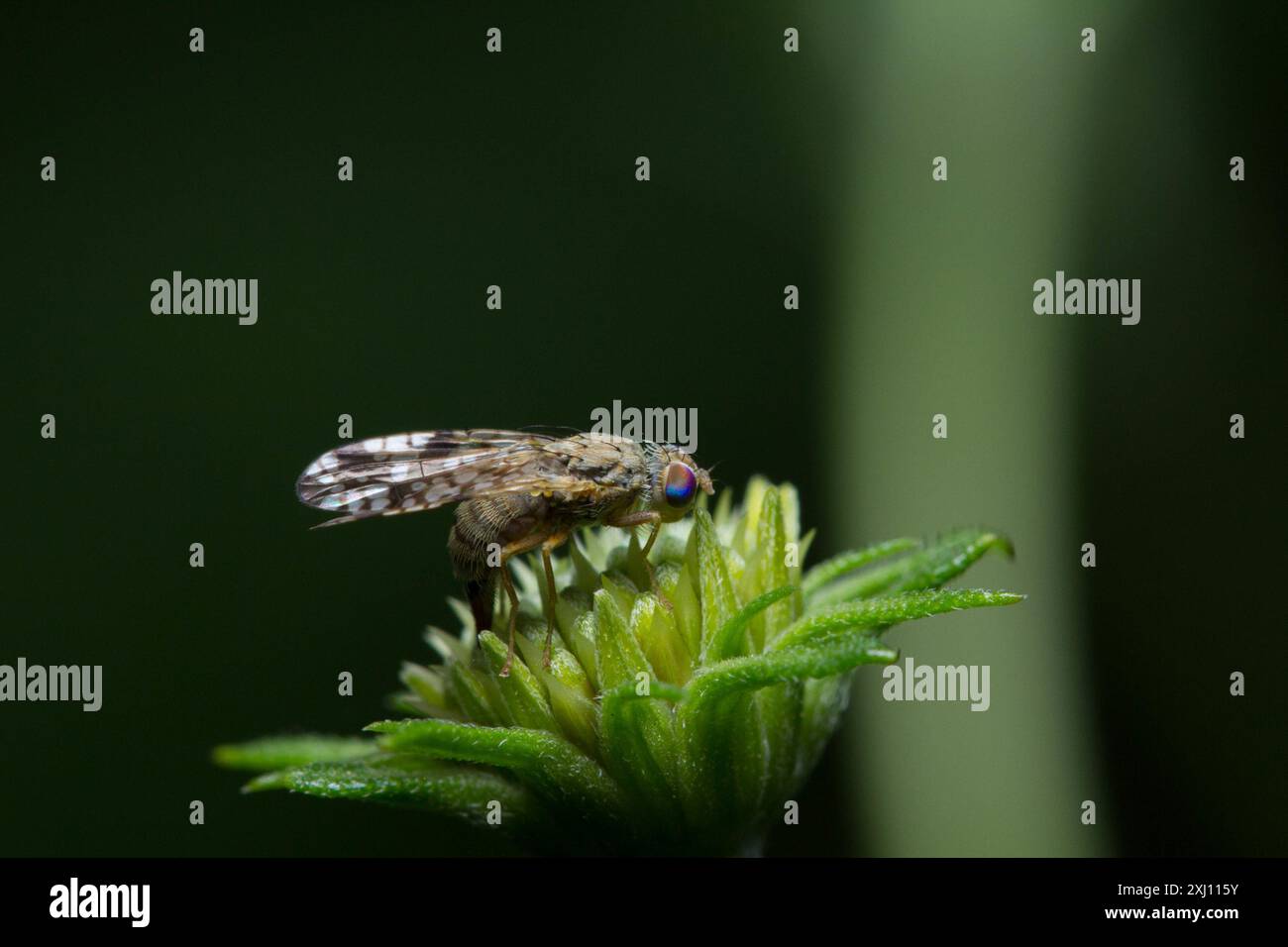Sunflower Seed Maggot (Neotephritis finalis) Insecta Stock Photo - Alamy