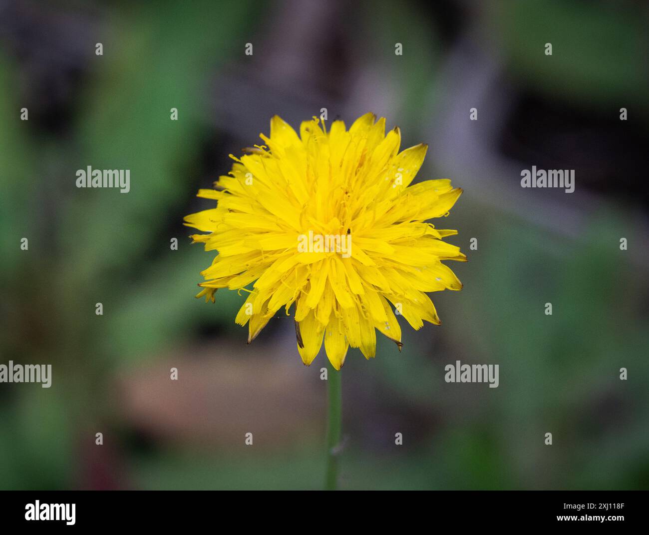 Neuenhagen Bei Berlin, Germany. 16th July, 2024. A plant of the species ...