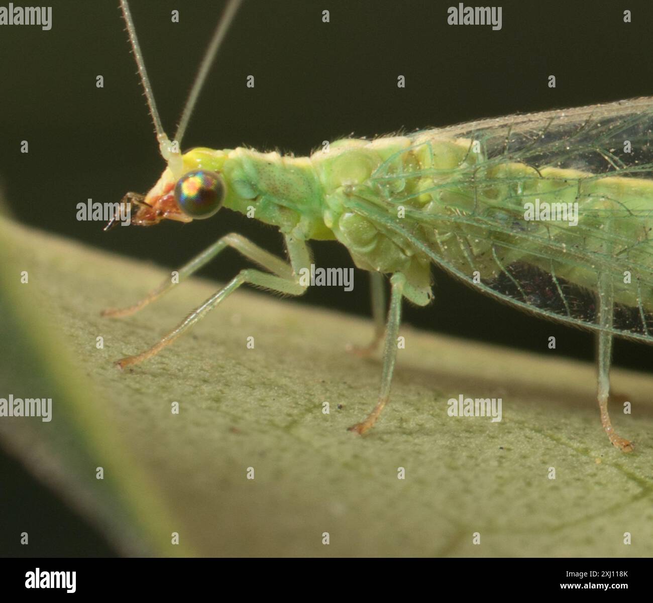 common green lacewings (Chrysoperla) Insecta Stock Photo - Alamy